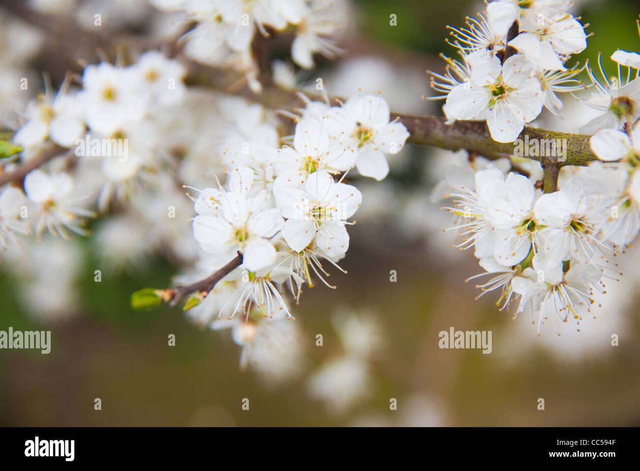 White flowers in bloom Stock Photo - Alamy