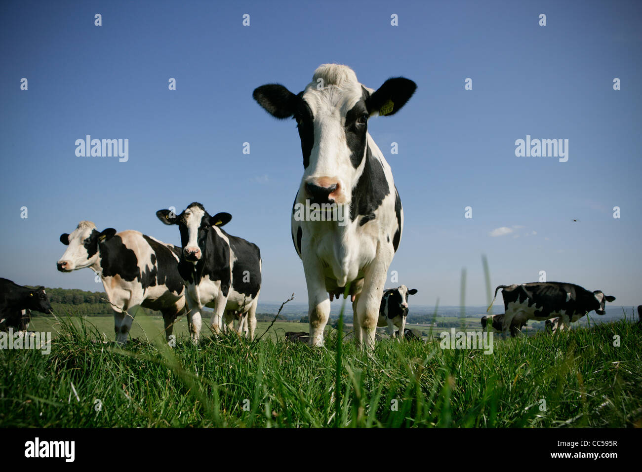 Dairy cows ina beautiful green field with blue sky in the Westcounty ...