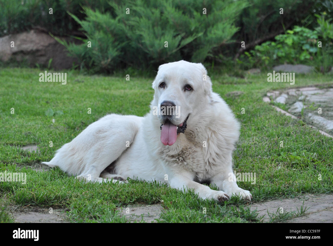 White Central Asian shepherd dog Stock Photo - Alamy
