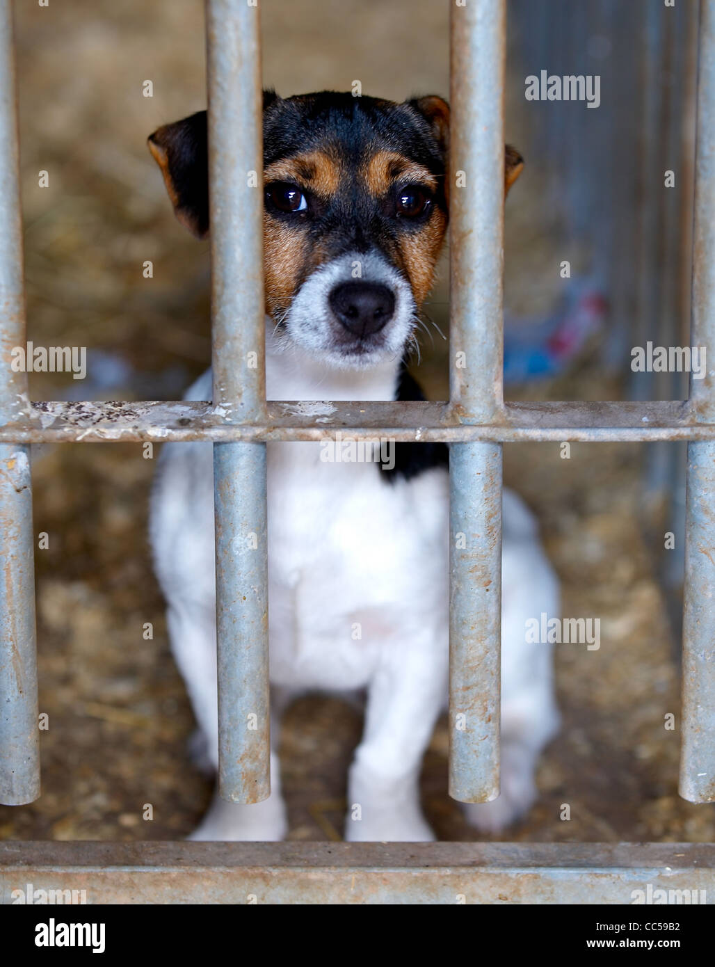 Dog behind the bars hi-res stock photography and images - Alamy
