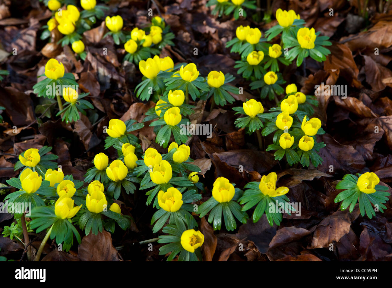 winter aconites flowering on a woodland floor Stock Photo - Alamy