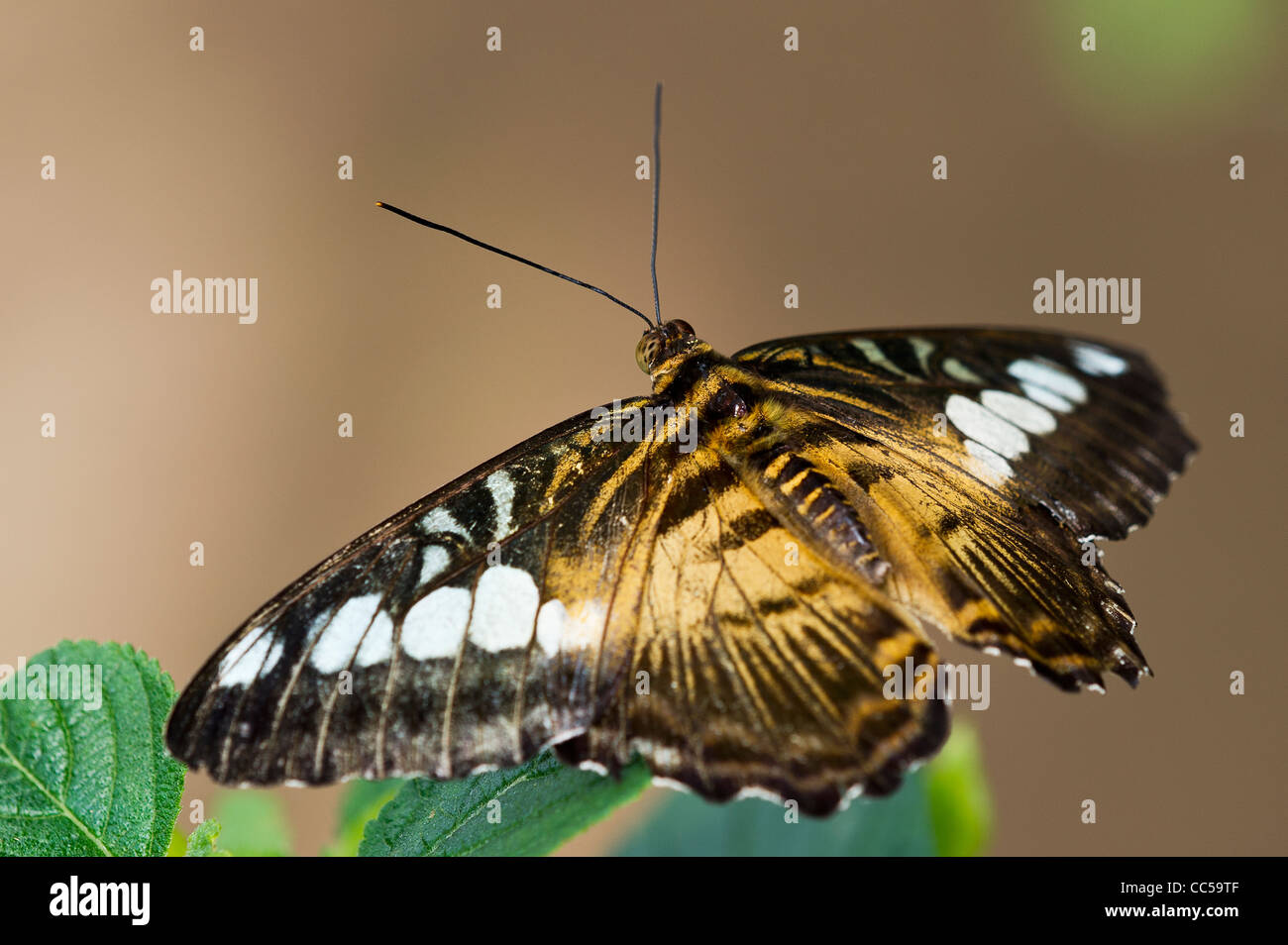 A Clipper butterfly at rest Stock Photo - Alamy