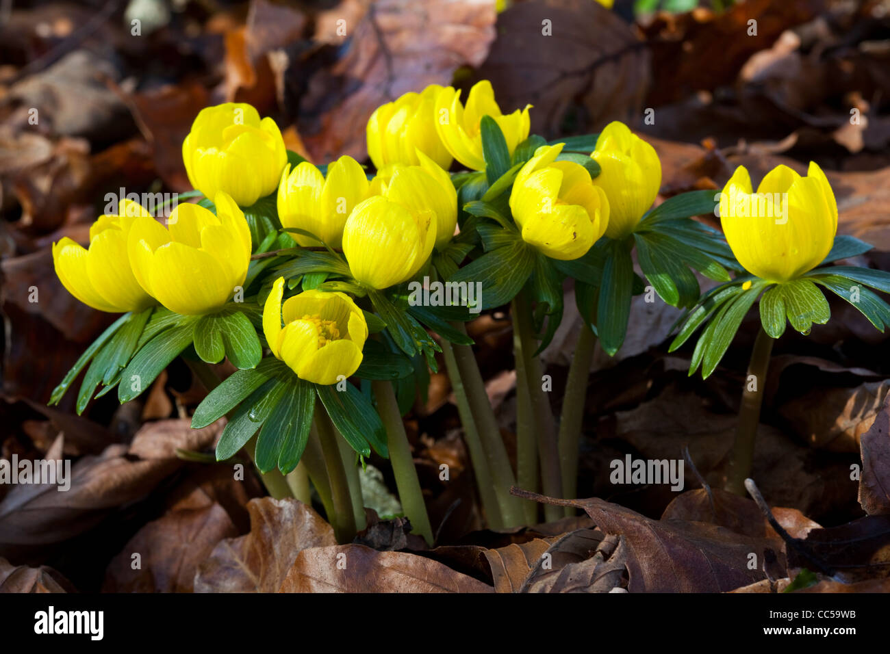 winter aconites flowering on a woodland floor Stock Photo - Alamy