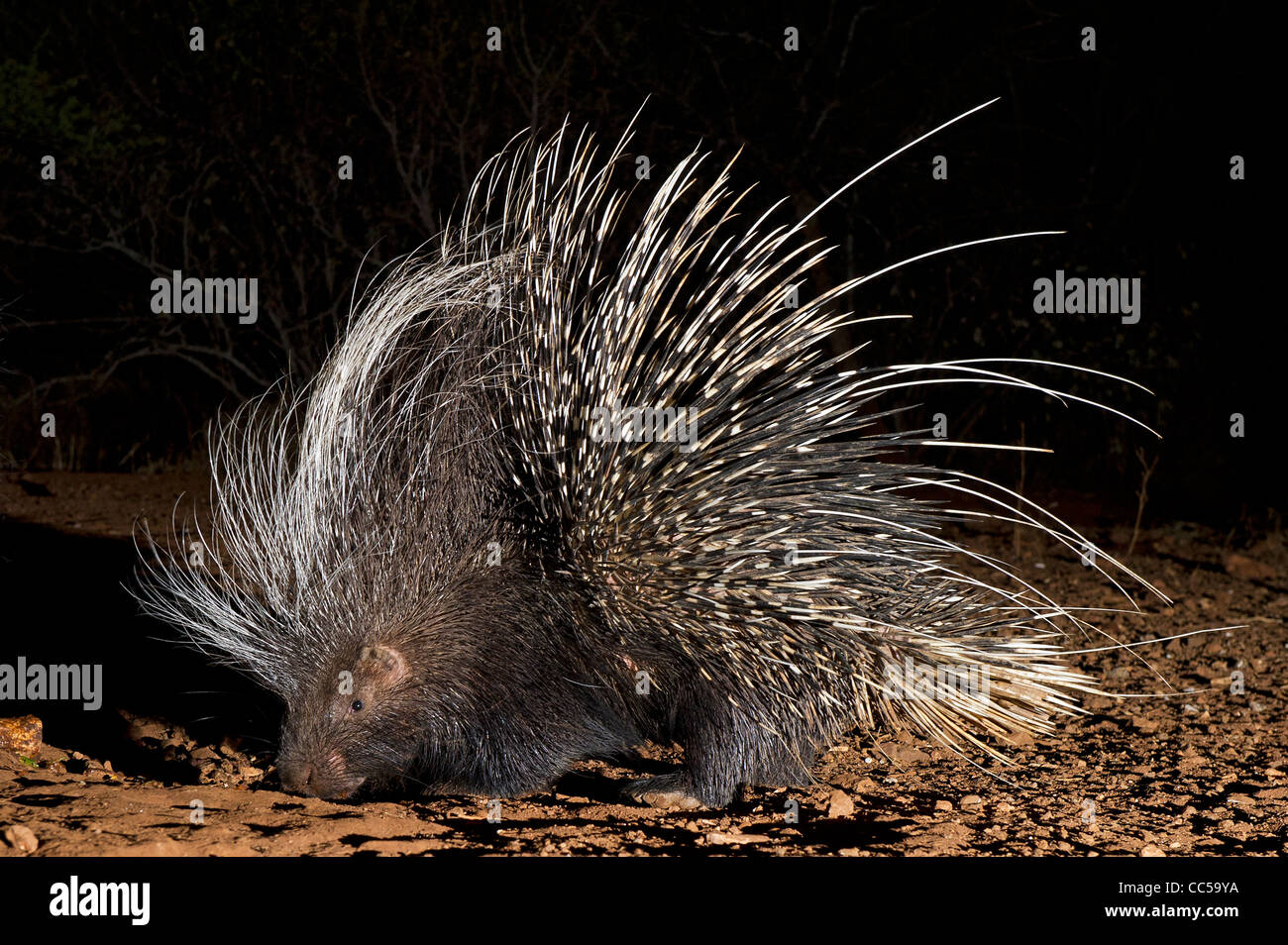 Porcupine looking food night hi-res stock photography and images - Alamy