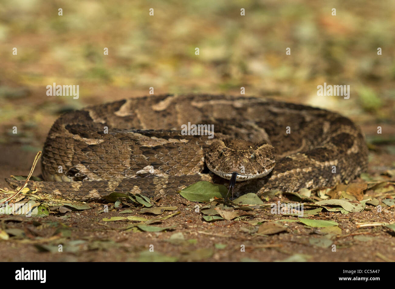 African puff adder bitis hi-res stock photography and images - Alamy