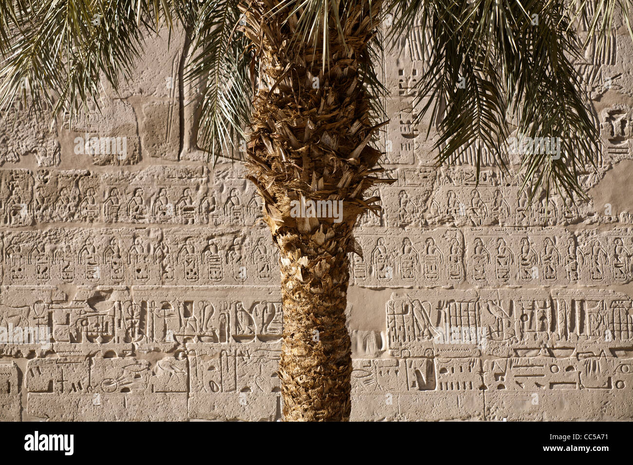 Palm tree in front of the Mortuary Temple of Pharaoh Ramesses III ...