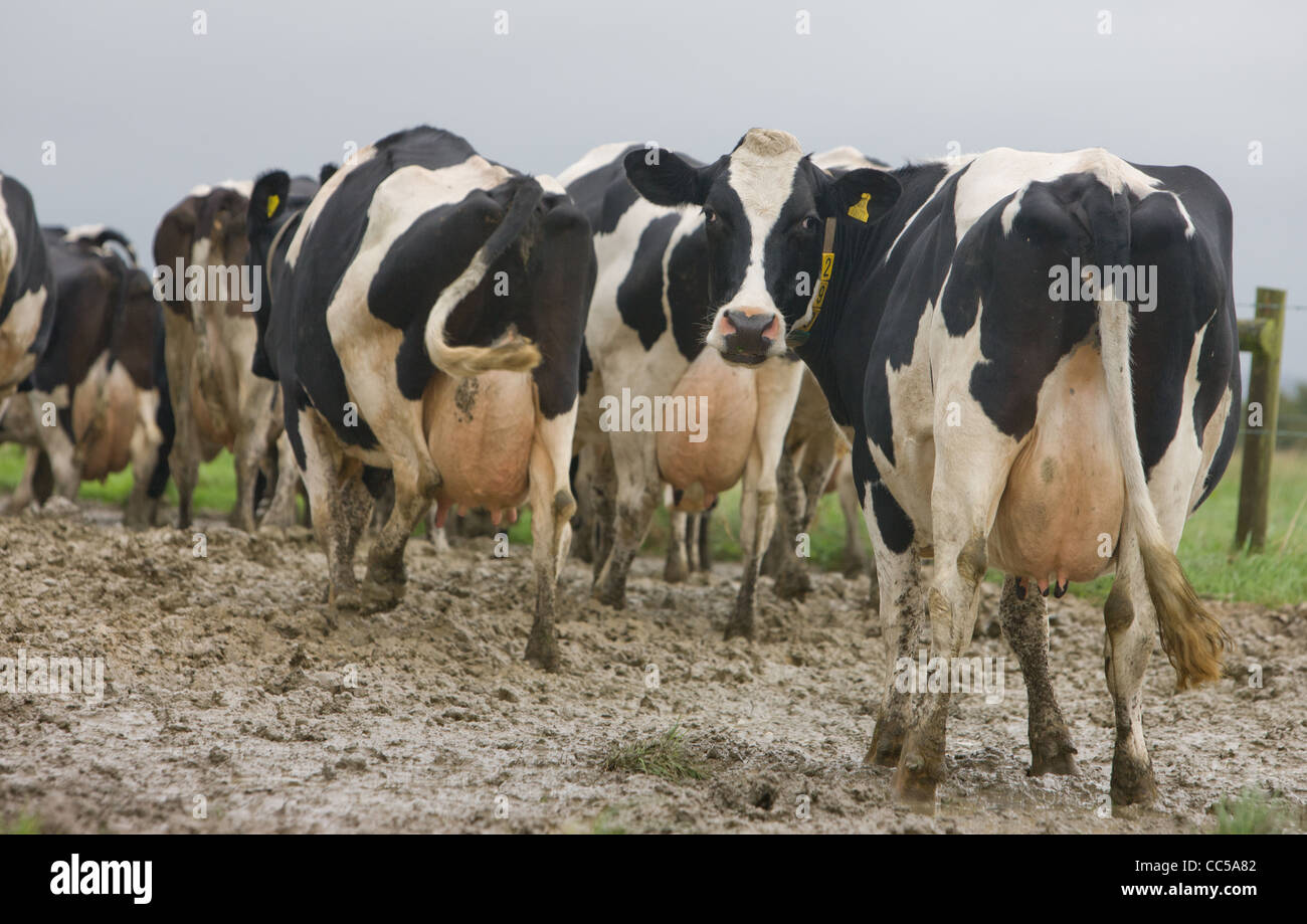 Friesian dairy cows in the Westcounty,UK Stock Photo - Alamy