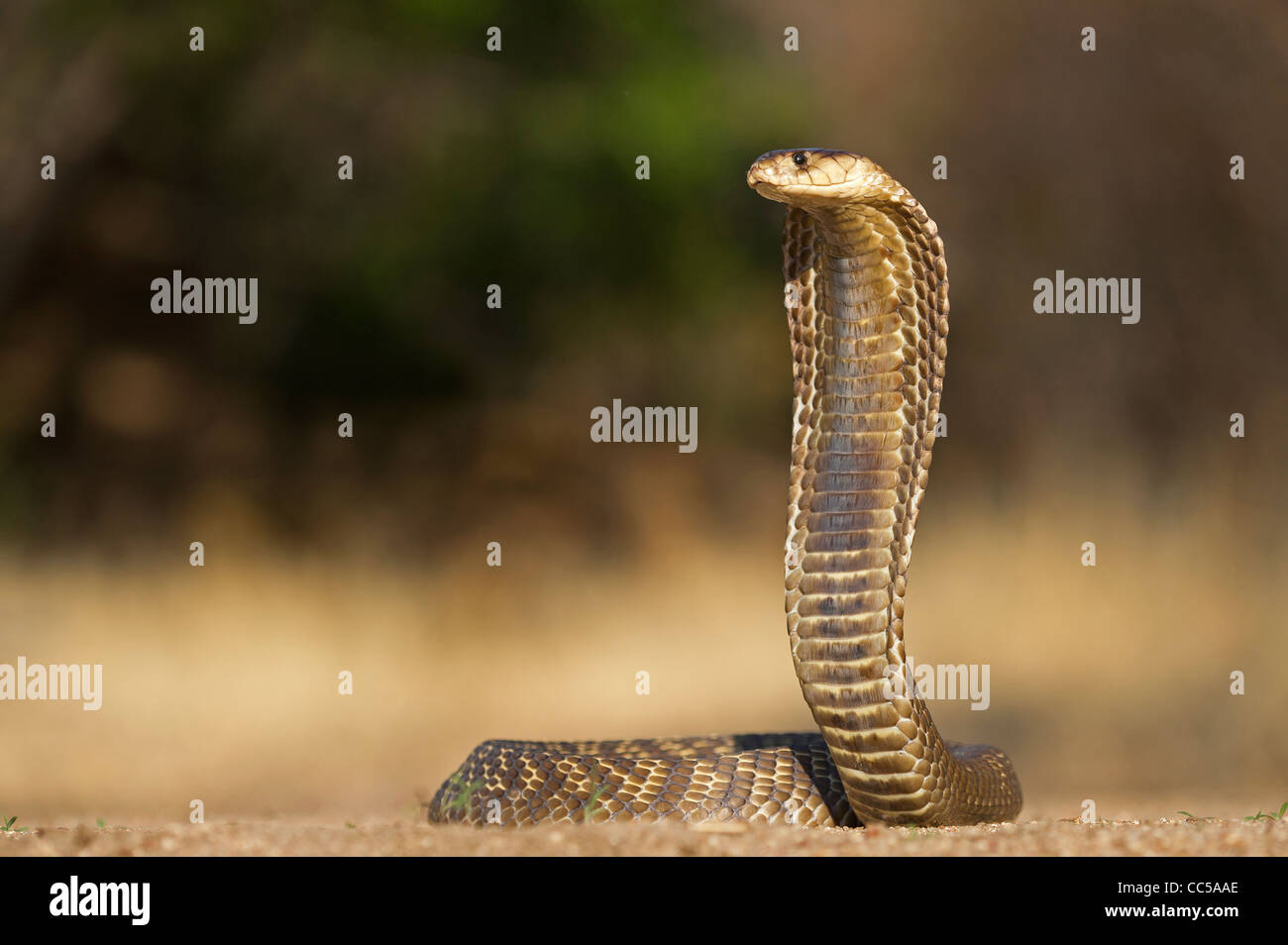 King Cobra Striking