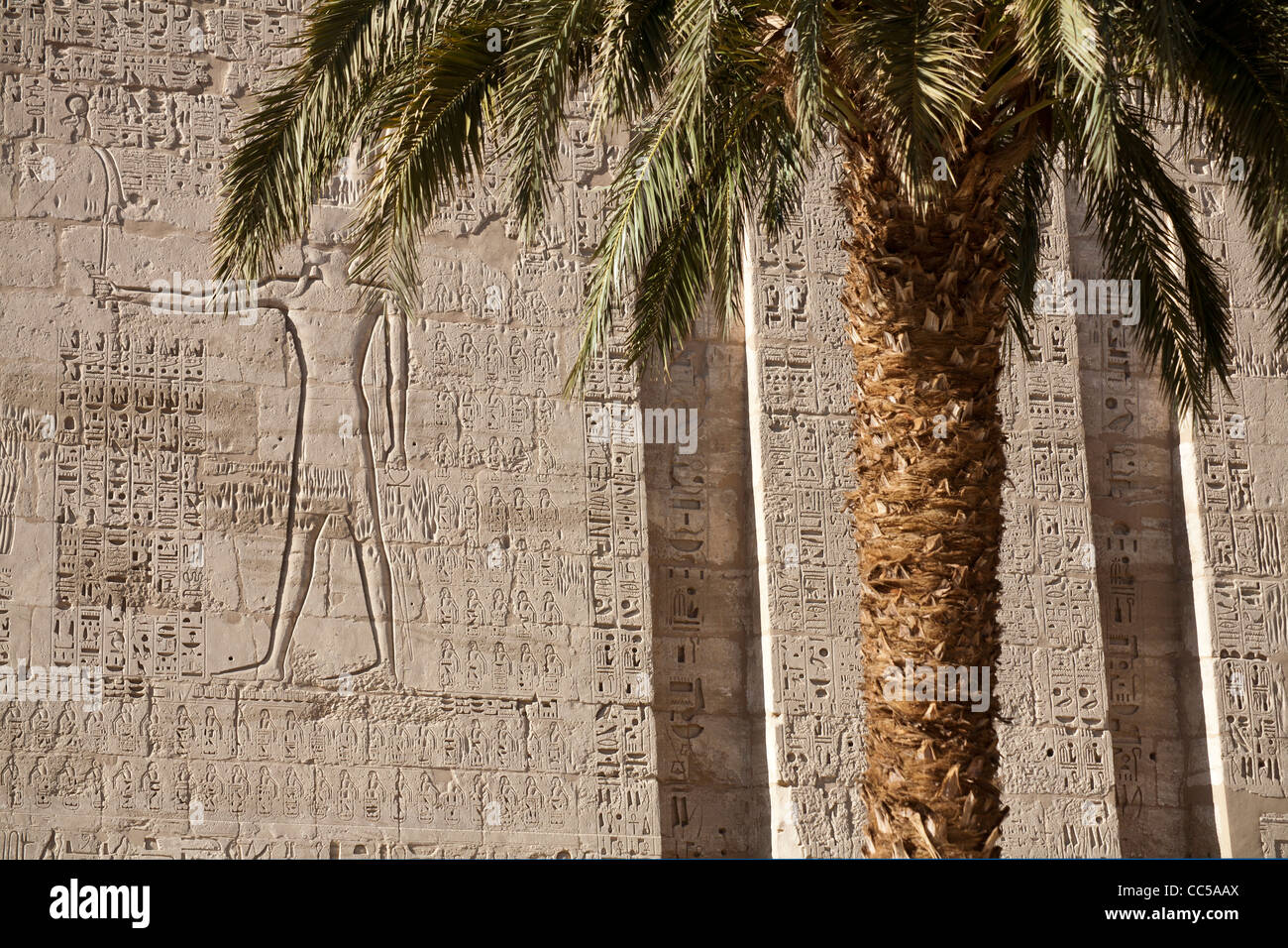 Palm tree in front of of the Mortuary Temple of Pharaoh Ramesses III ...