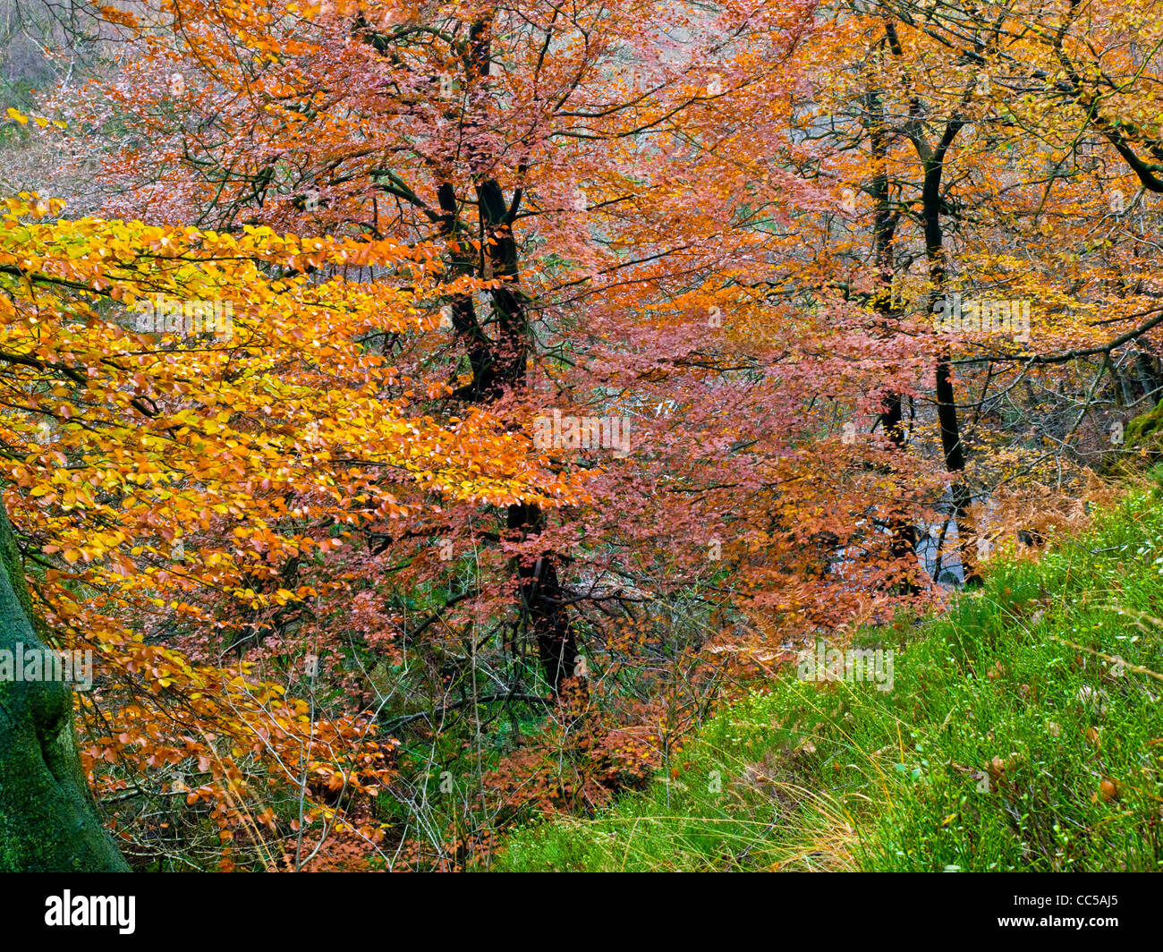 Autumn in Gradbach Woods,Peak District Stock Photo - Alamy