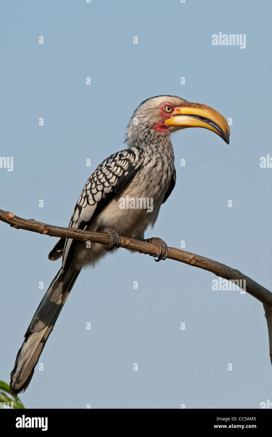 A Southern Yellow-billed Hornbill perched and looking for food Stock ...