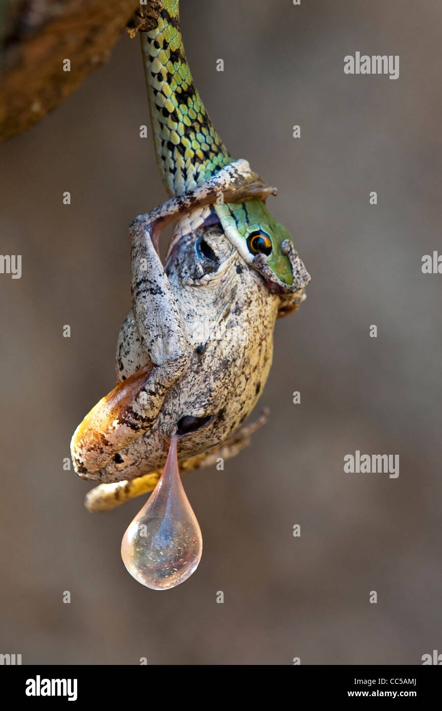 Snake Eating Frog High Resolution Stock Photography and Images - Alamy