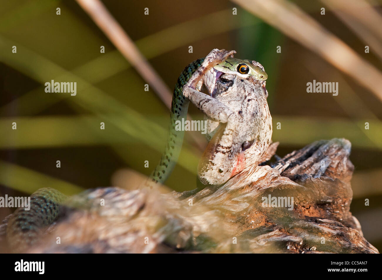Snake eating frog hi-res stock photography and images - Alamy