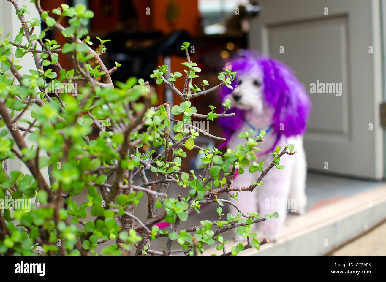 Dog with purple hair Stock Photo - Alamy