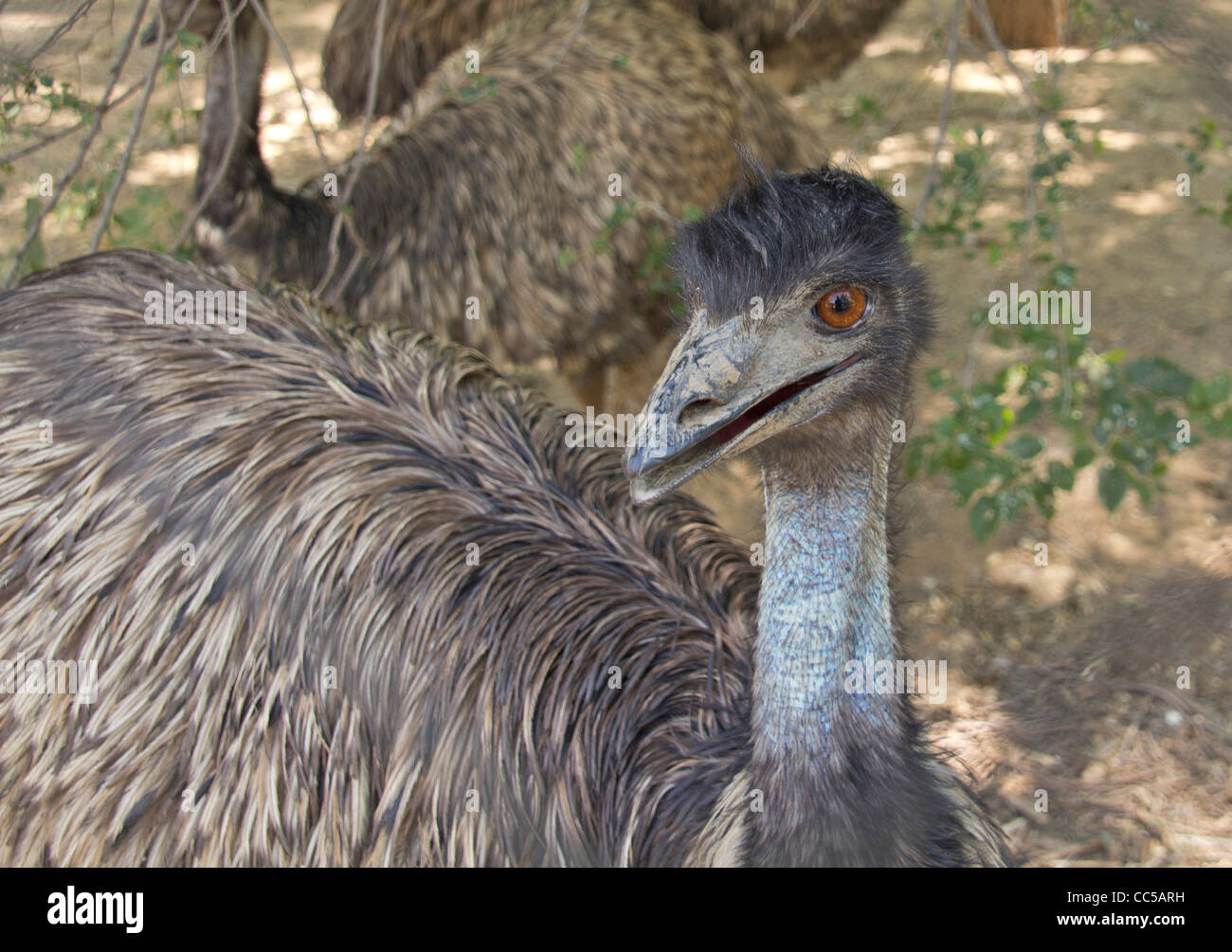 Great emu walking Stock Photo - Alamy