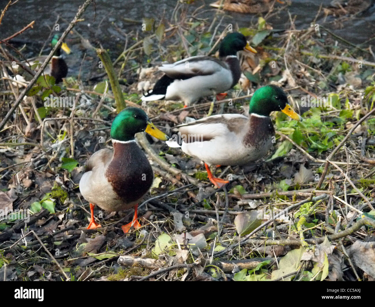 Mallard ducks walking hi-res stock photography and images - Alamy