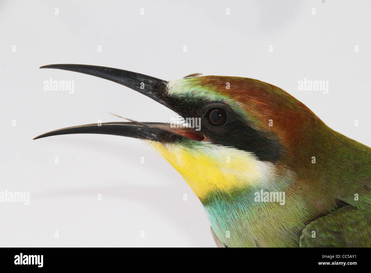 nice colorful bee-eater Stock Photo - Alamy