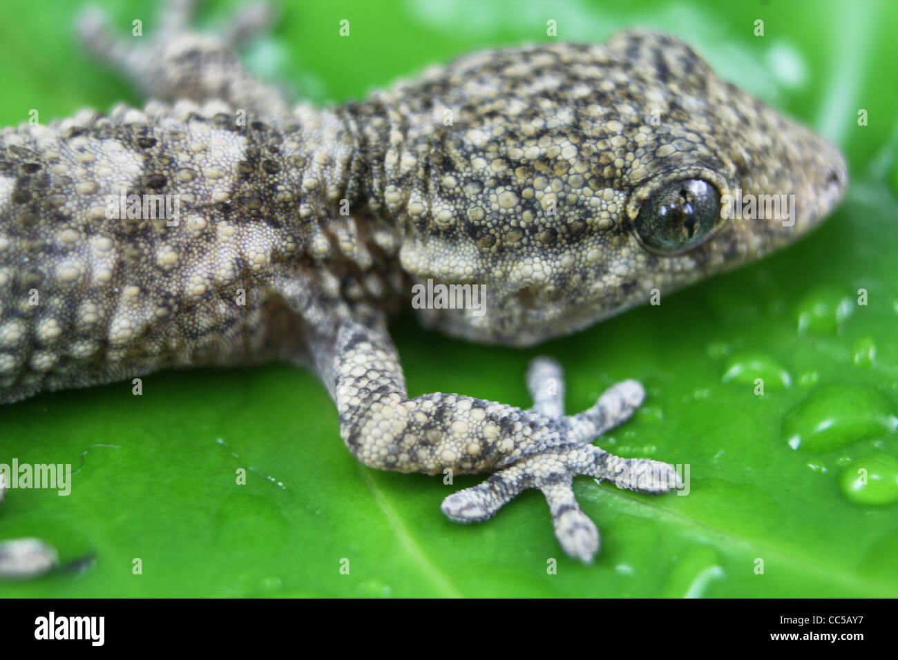 gecko in the wild on a green leaf Stock Photo - Alamy