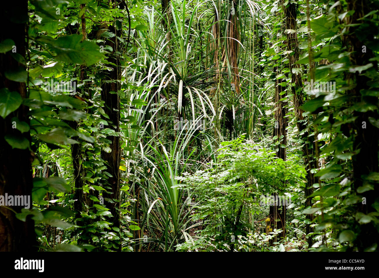 Udawatta Kele Sanctuary, The Rainforest or jungle near Kandy, Sri Lanka ...