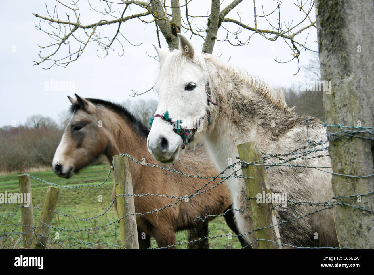 Horse looking over fence hi-res stock photography and images - Alamy