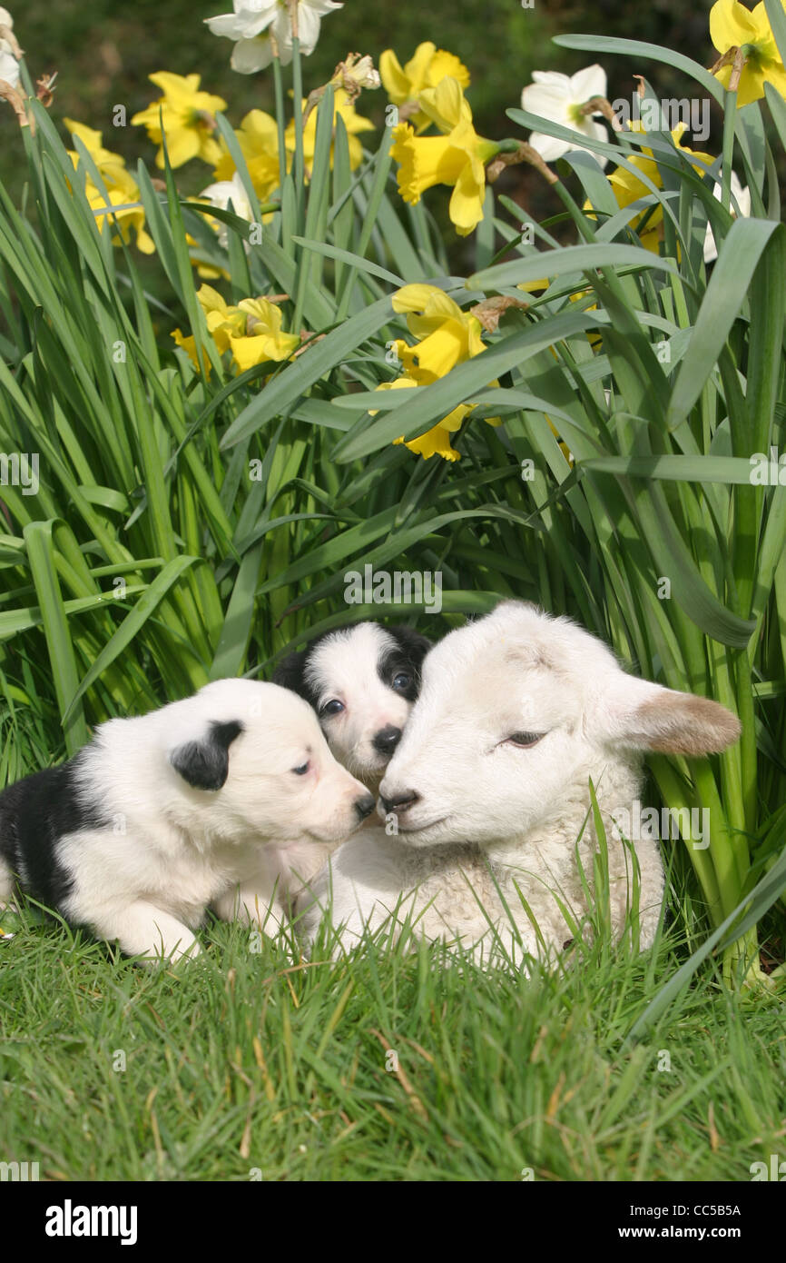 Lambs with daffodils hi-res stock photography and images - Alamy