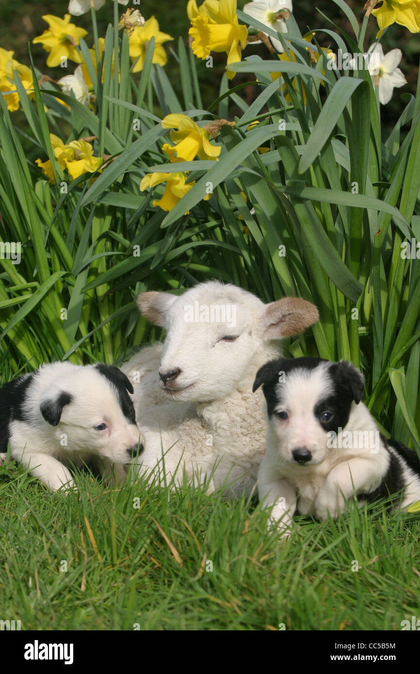 Daffodils and lambs hi-res stock photography and images - Alamy