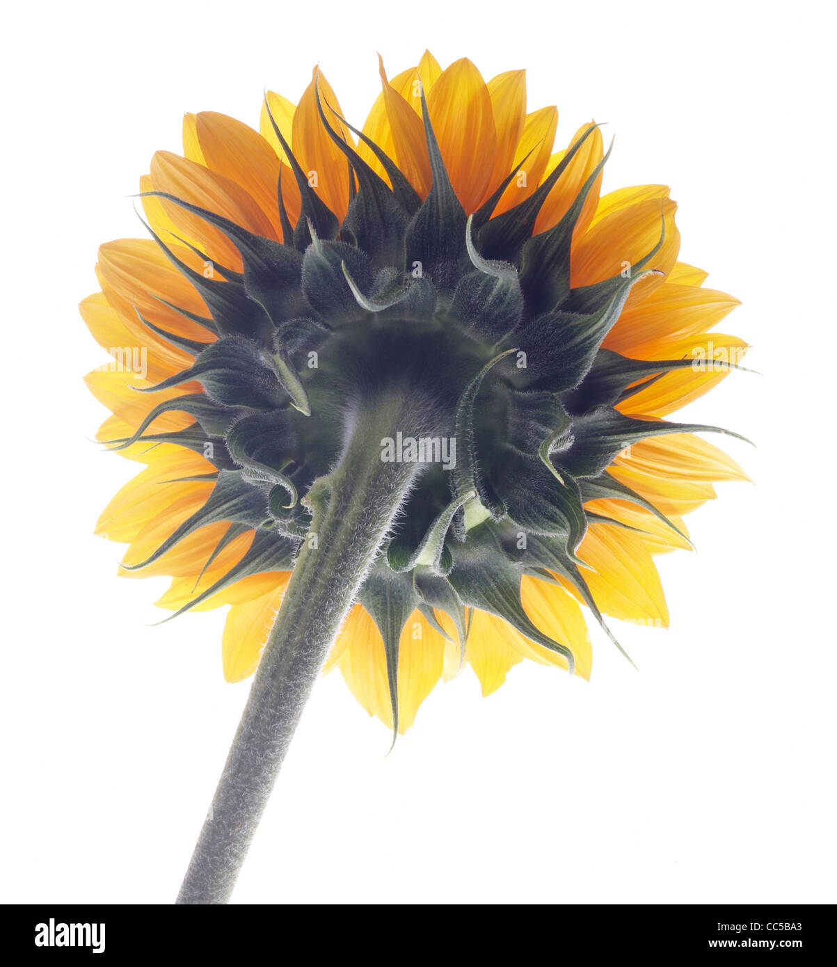Back of Sunflower on a white background Stock Photo - Alamy