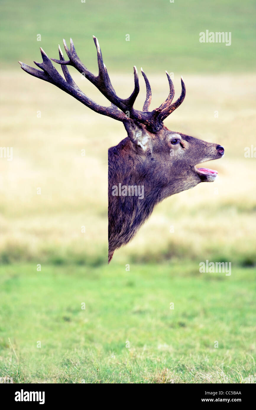 Deer antlers cut off hi-res stock photography and images - Alamy