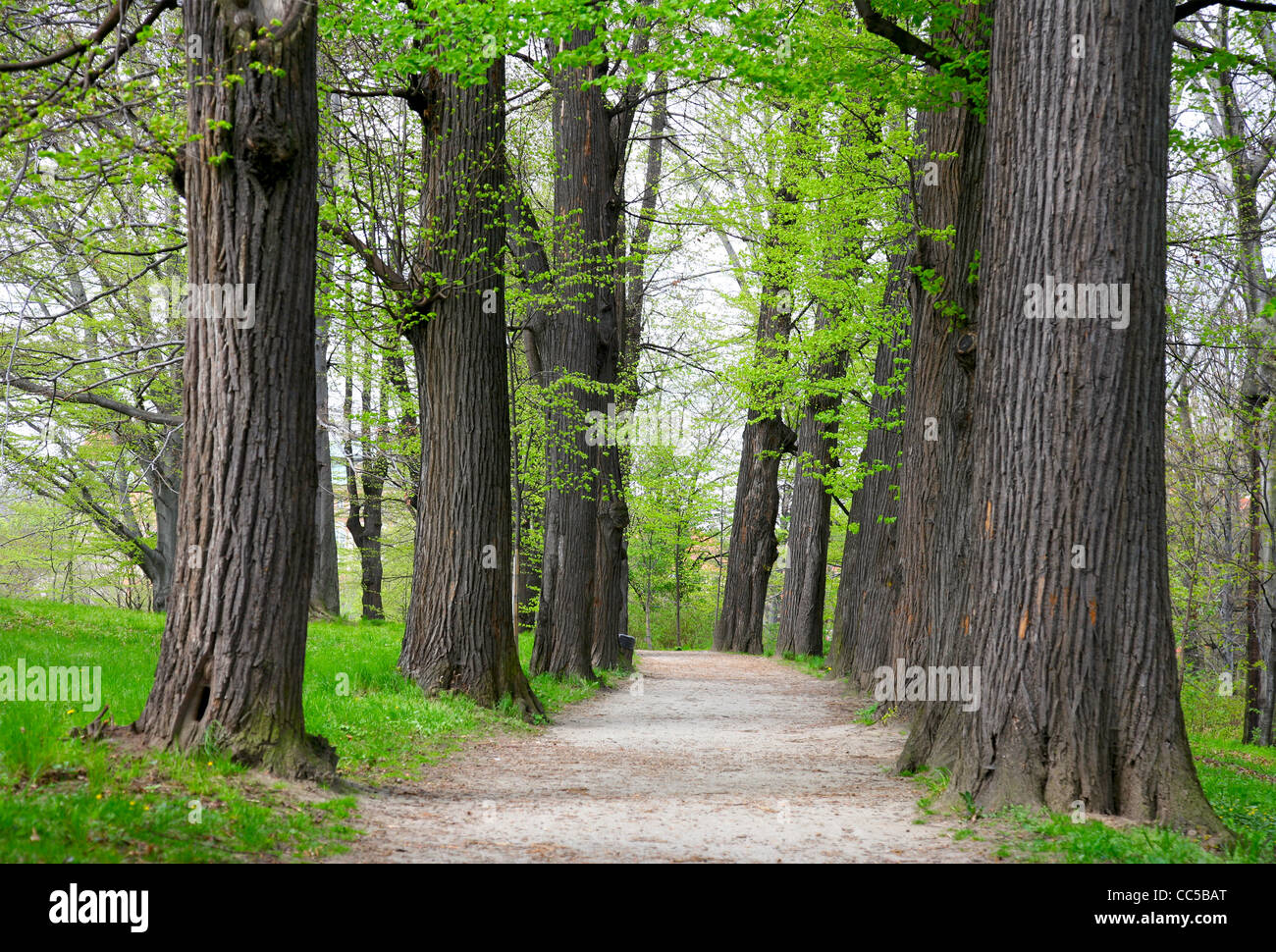 Park in spring Stock Photo - Alamy