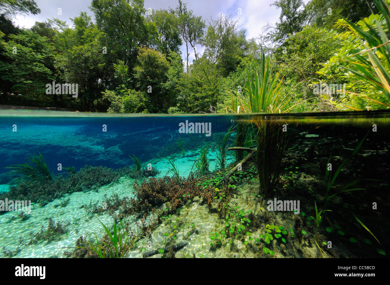 Ichetucknee Spring, Ichetucknee State Park, Florida Stock Photo - Alamy
