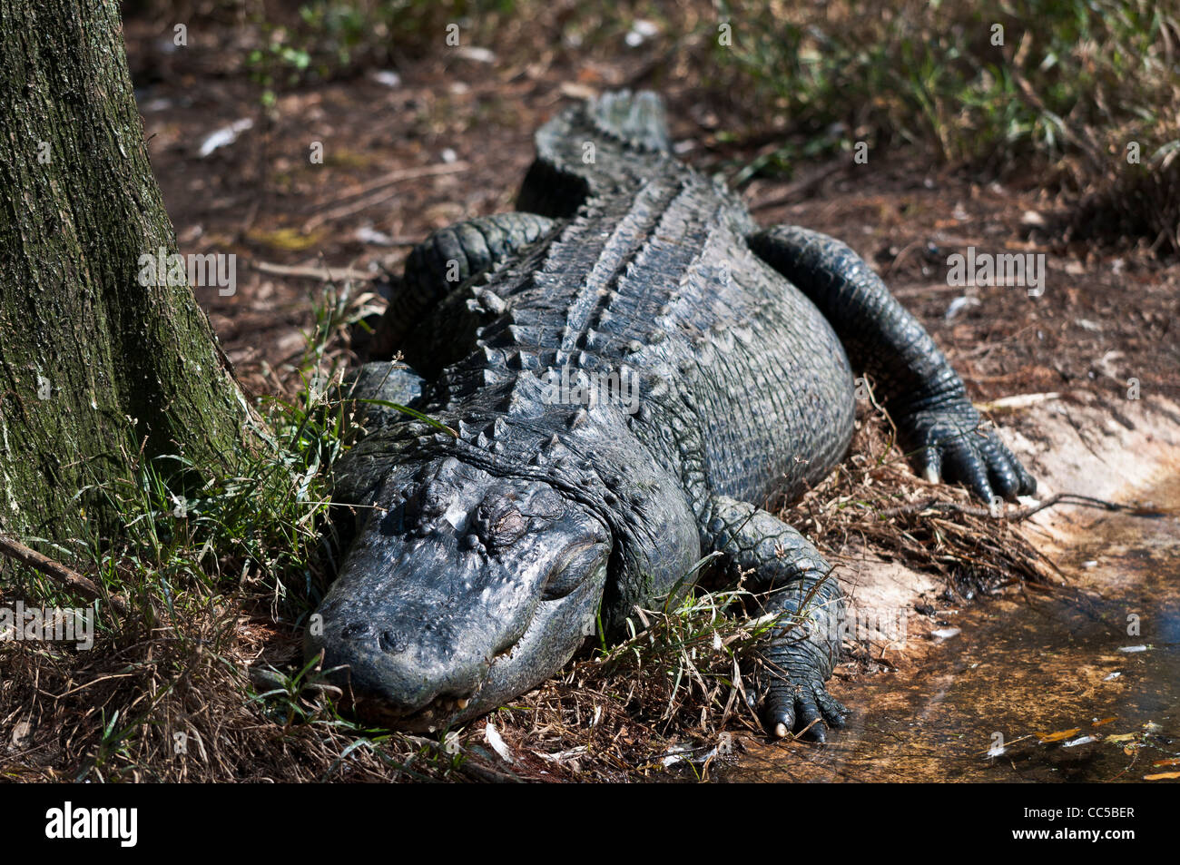 Alligator teeth close up hi-res stock photography and images - Alamy