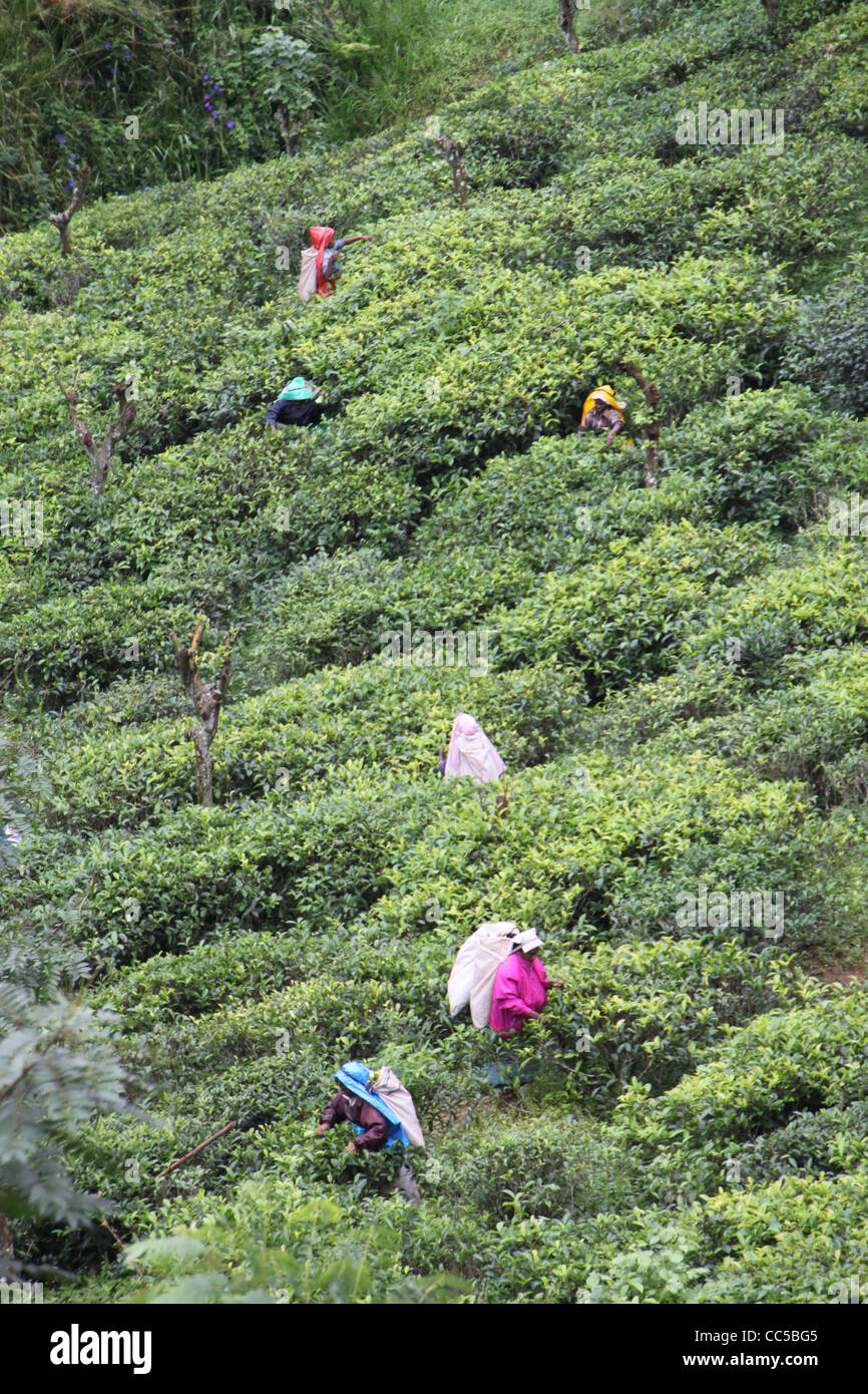 Tea pickers on tea plantation near Nuwara Eliya, Sri Lanka Stock Photo ...