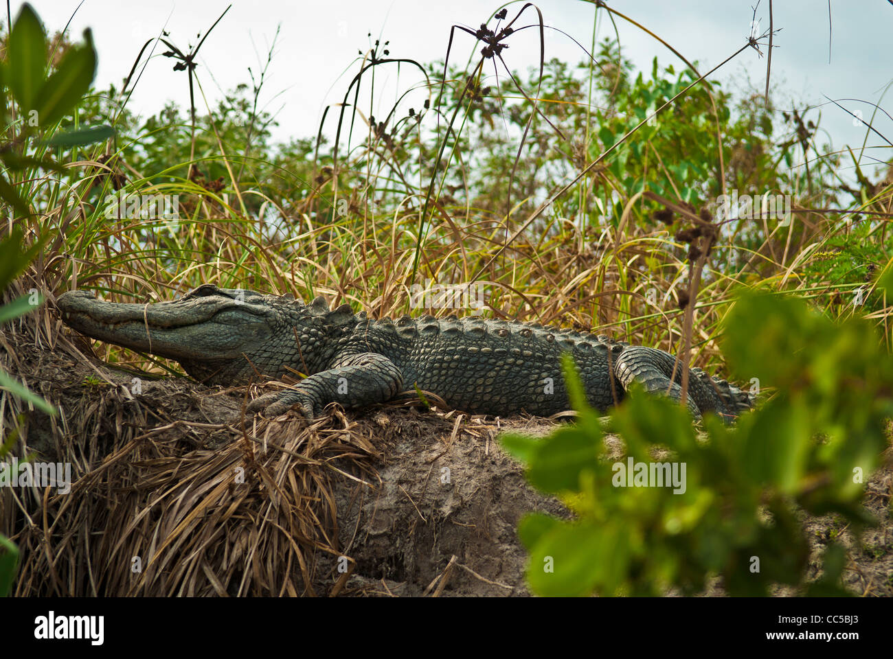 Crocodile lying on the shore of Lover's Key kayak trail Stock Photo - Alamy
