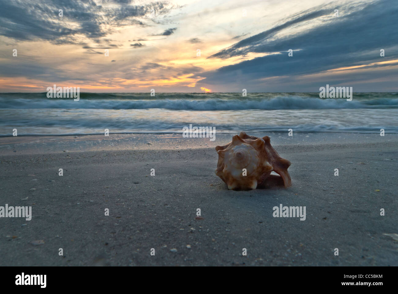 Seashell by the seashore Stock Photo - Alamy