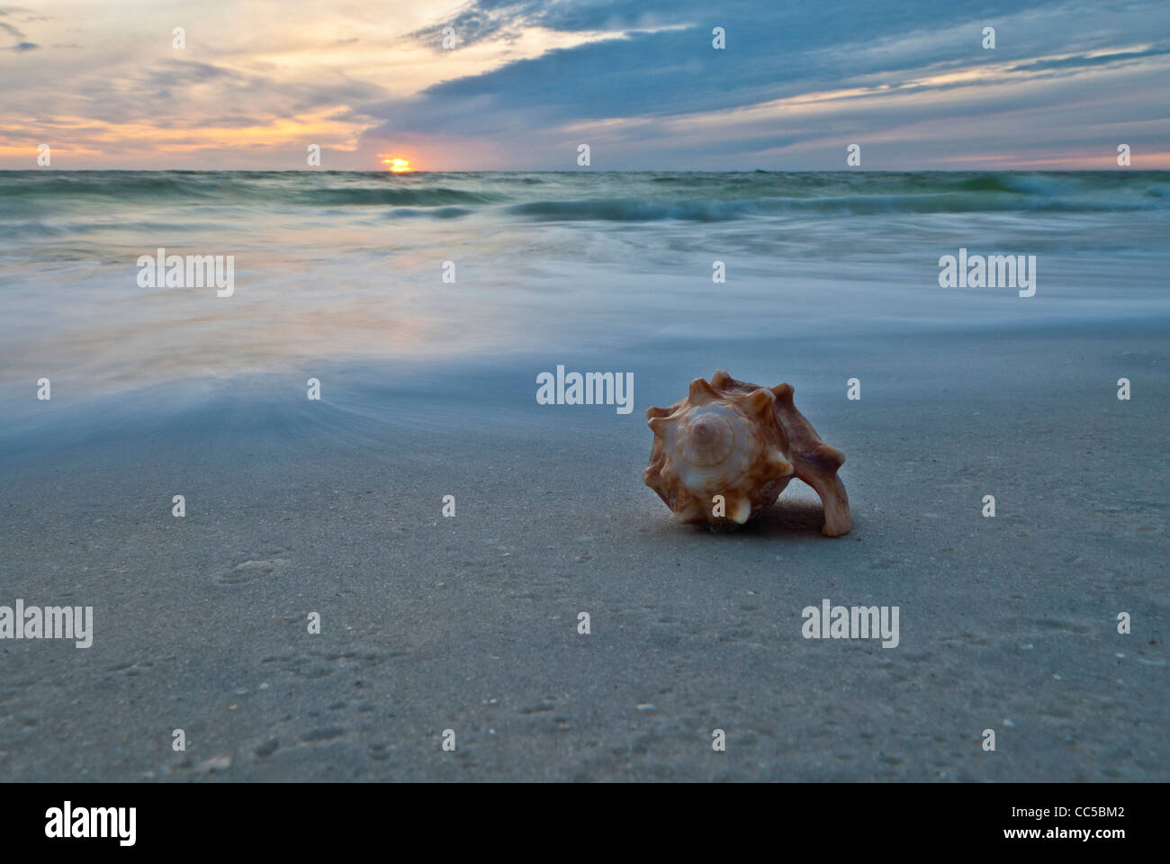 Seashell by the seashore Stock Photo - Alamy