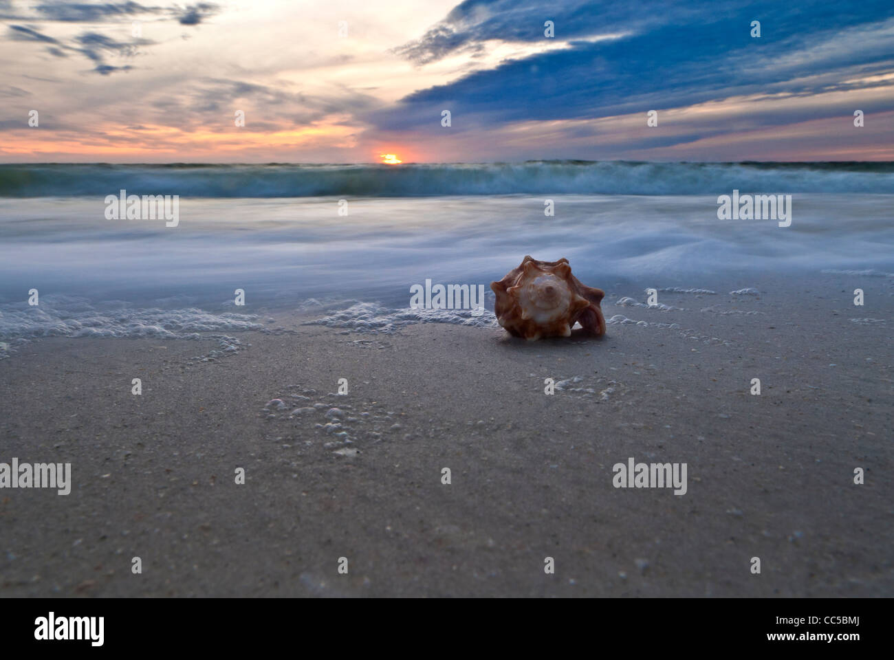 Seashell by the seashore Stock Photo - Alamy
