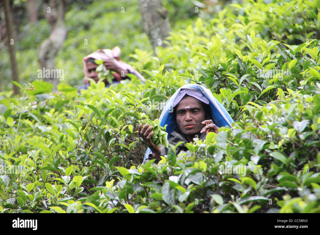 Tea picker on tea plantation near Nuwara Eliya, Sri Lanka Stock Photo ...