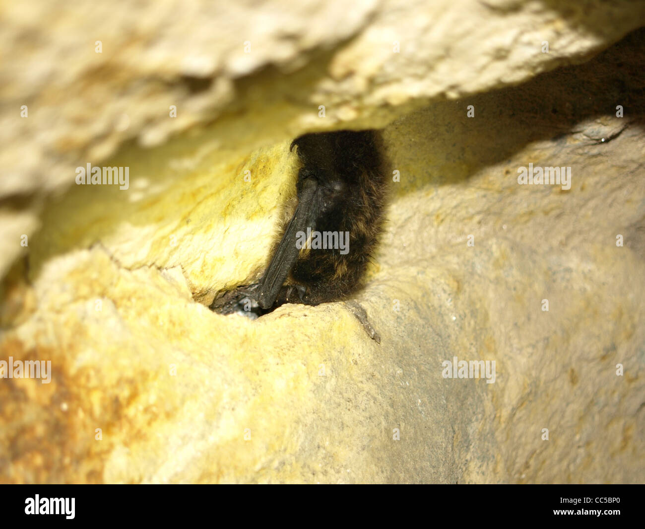 bat hanging on a rock in wintering grounds / Fledermaus hängt an einem ...