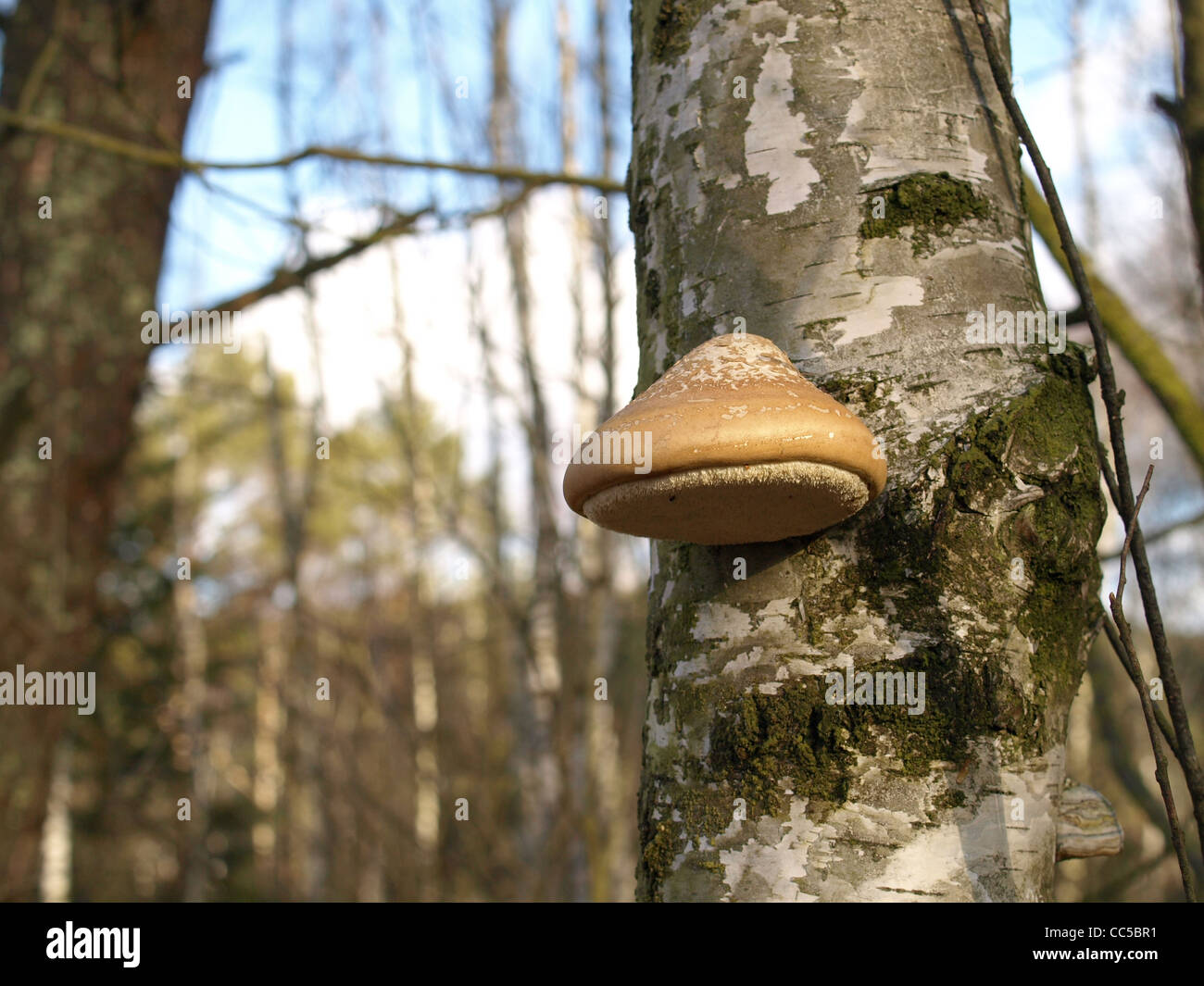 birch polypore, birch bracket, razor strop / Piptoporus betulinus ...