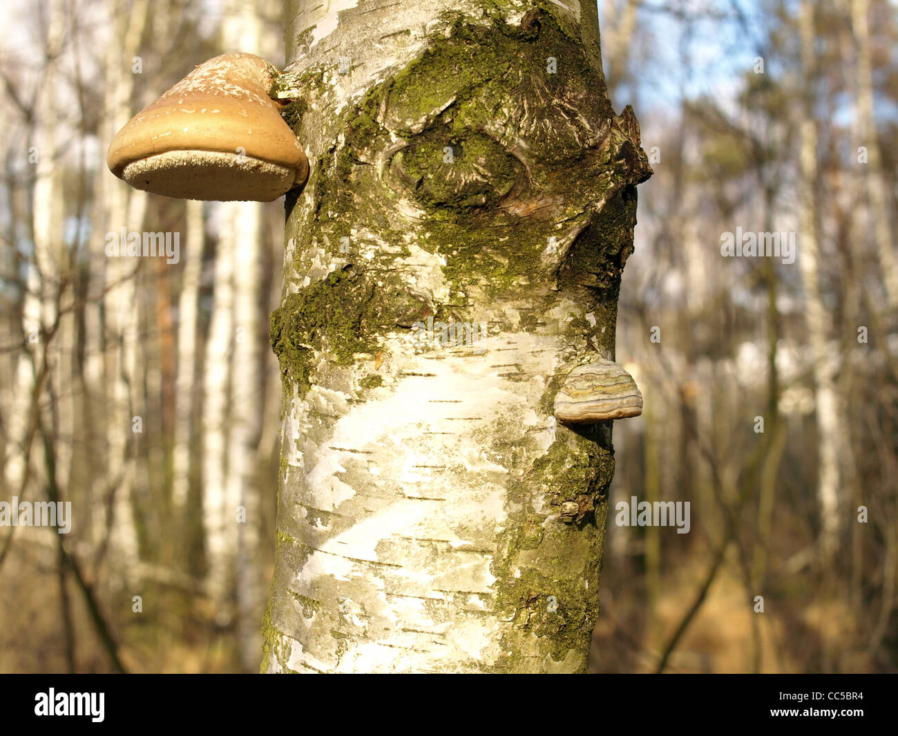 birch polypore, birch bracket, razor strop / Piptoporus betulinus ...