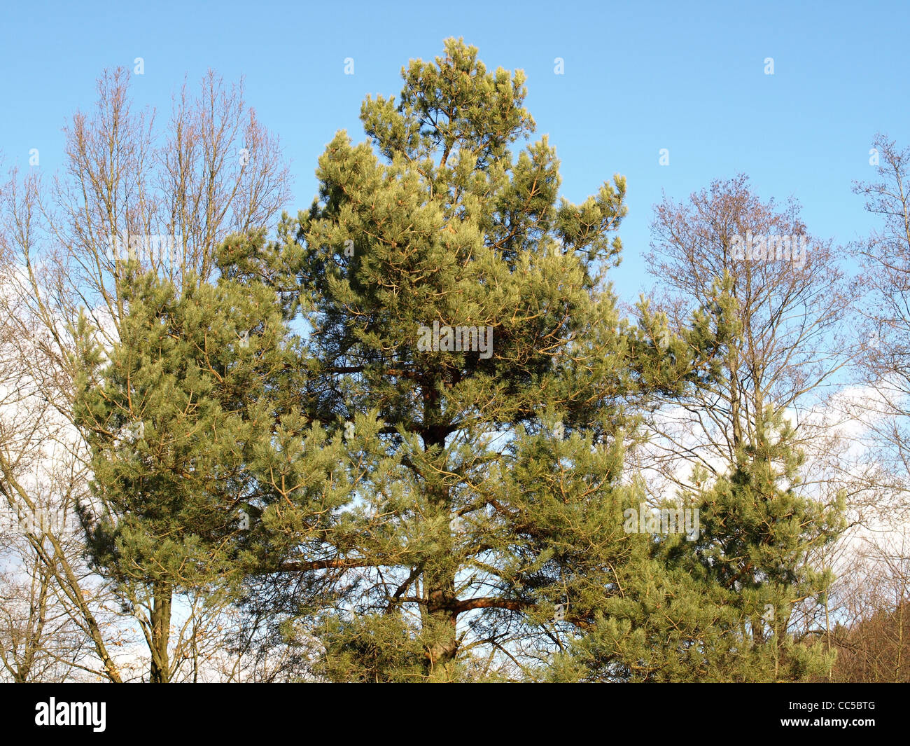 Pine, fir / Pinus / Kiefer Stock Photo - Alamy