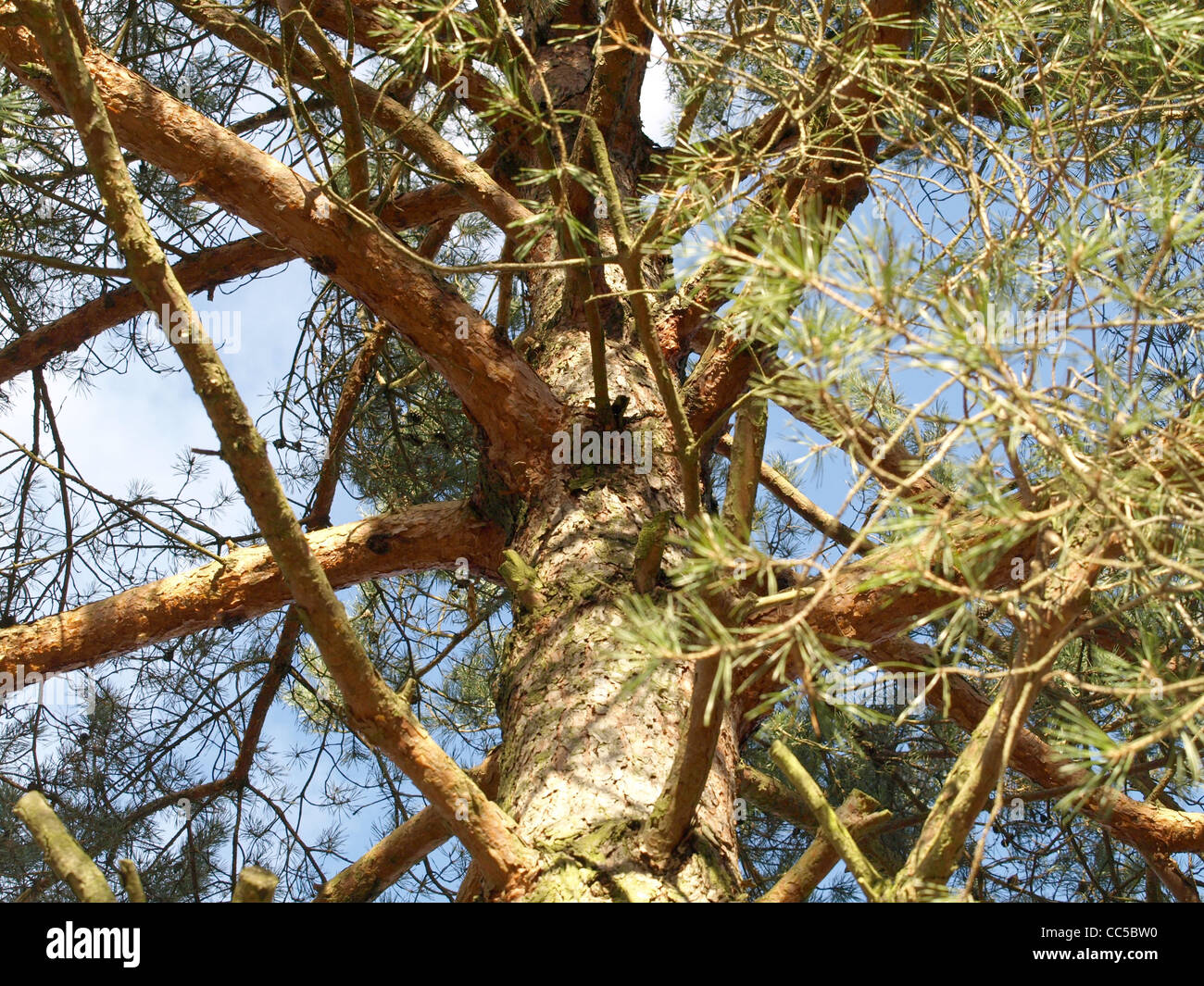 Bush shrub pine tree trees hi-res stock photography and images - Alamy