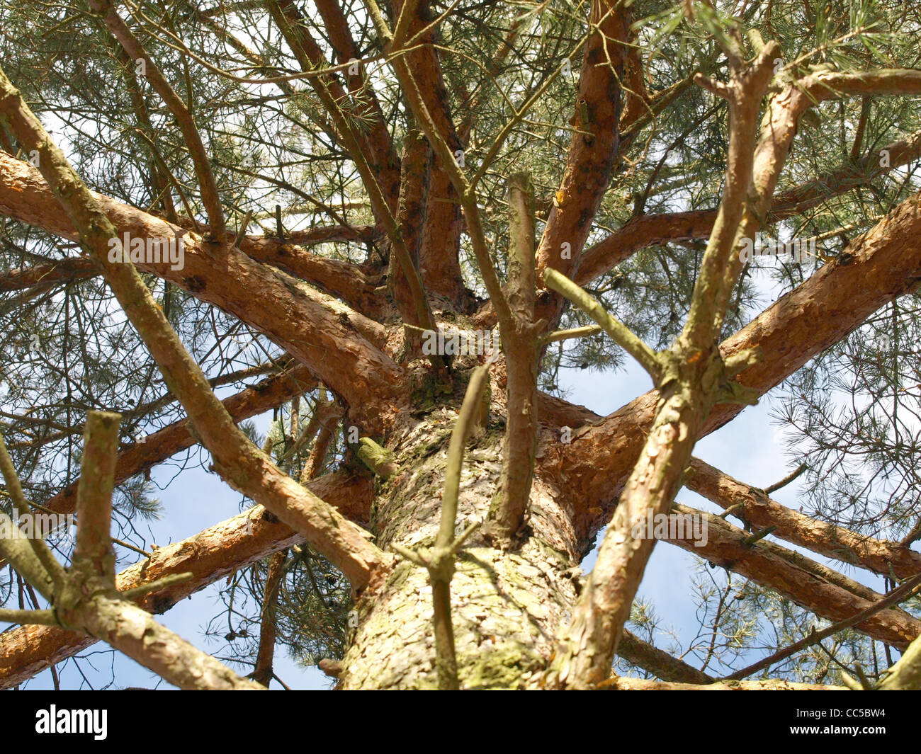 Pine, fir / Pinus / Kiefer Stock Photo - Alamy