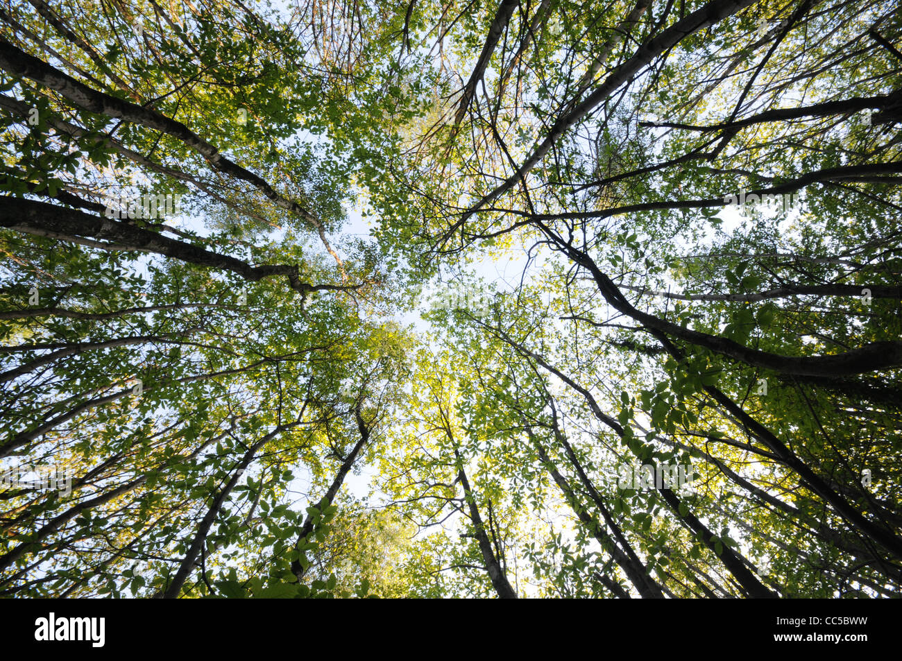 Light through trees in a forest hi-res stock photography and images - Alamy