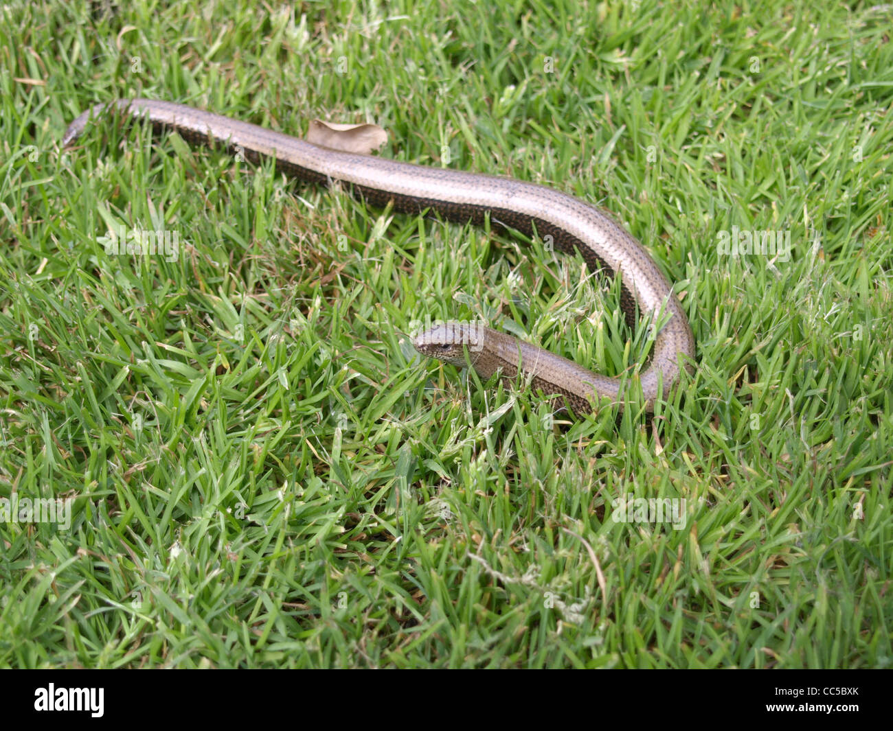 blindworm / Anguis fragilis / Blindschleiche Stock Photo - Alamy