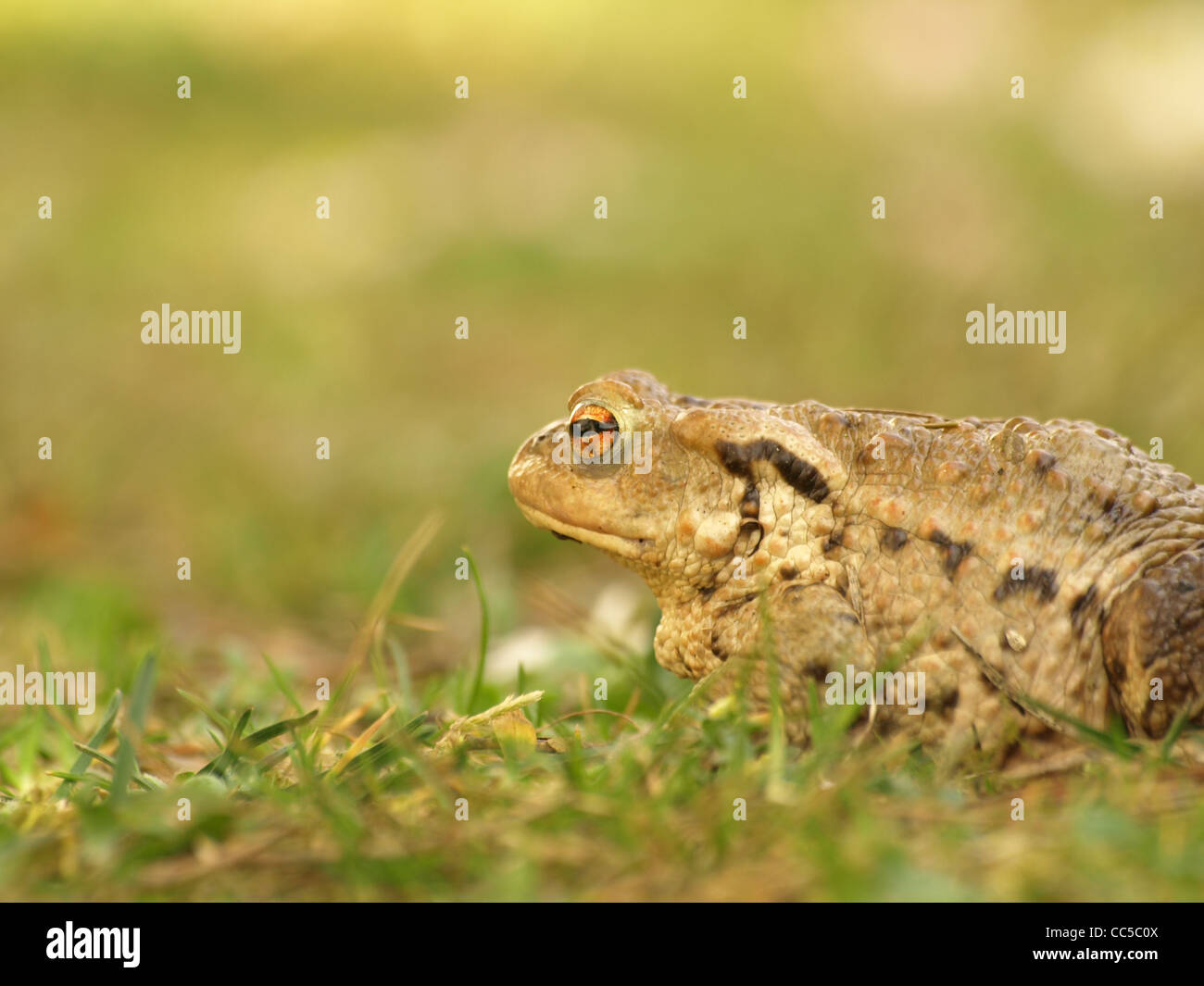 Common toad on meadow hi-res stock photography and images - Alamy