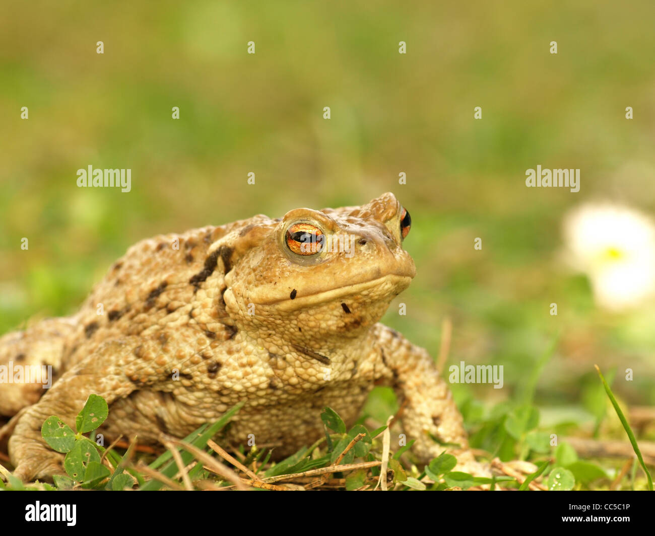 European frogs and toads hi-res stock photography and images - Alamy