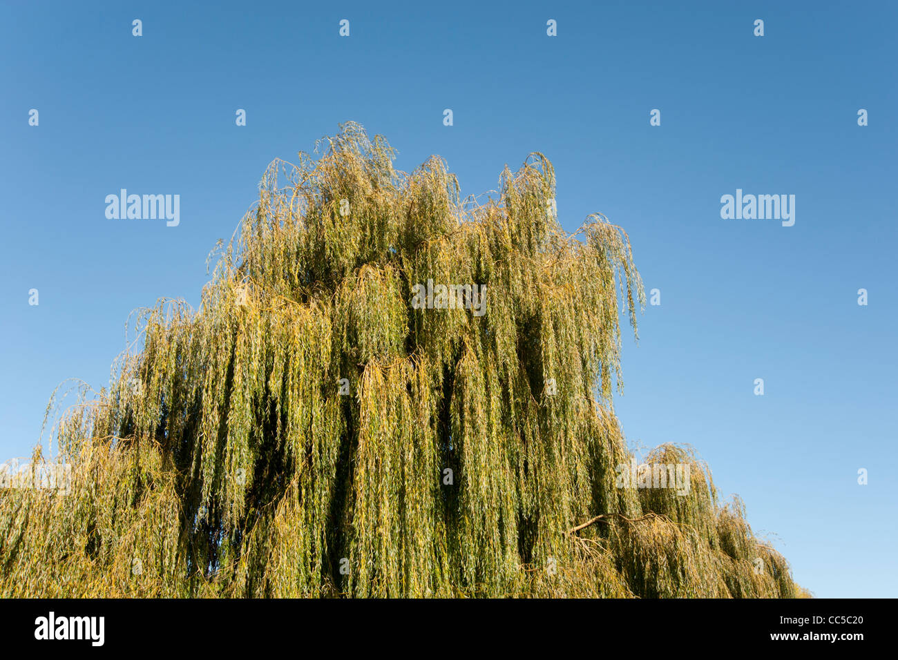 Willow tree in Autumn, Stratford-upon-Avon, Warwickshire, England, UK ...
