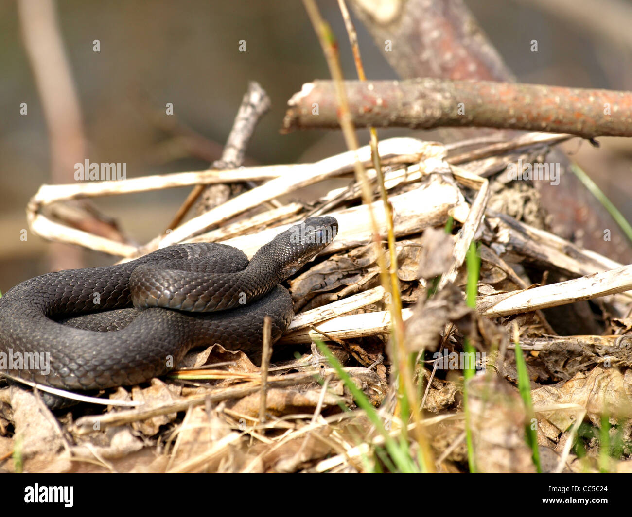 common European adder, common European viper, melanistic color patterns ...