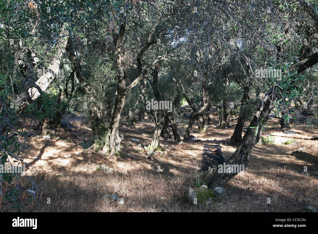 Olive trees in a grove or plantation on Corfu Greece Stock Photo - Alamy